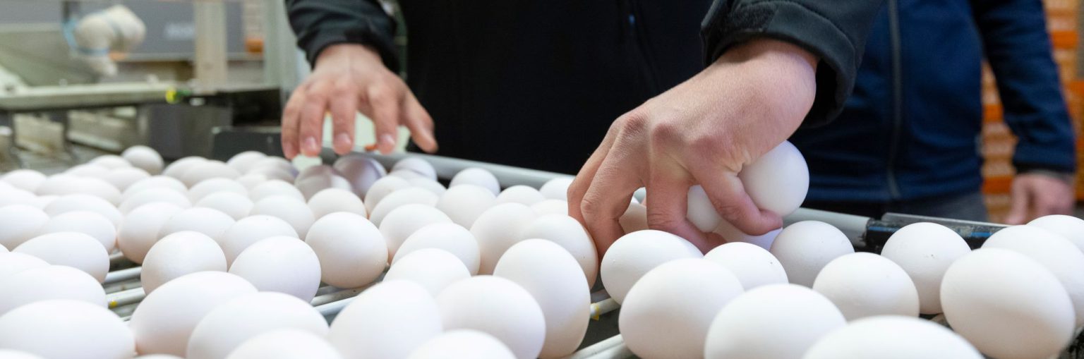 Landelijke ophokplicht pluimvee - wat kun jij doen? - Boeren van Weert